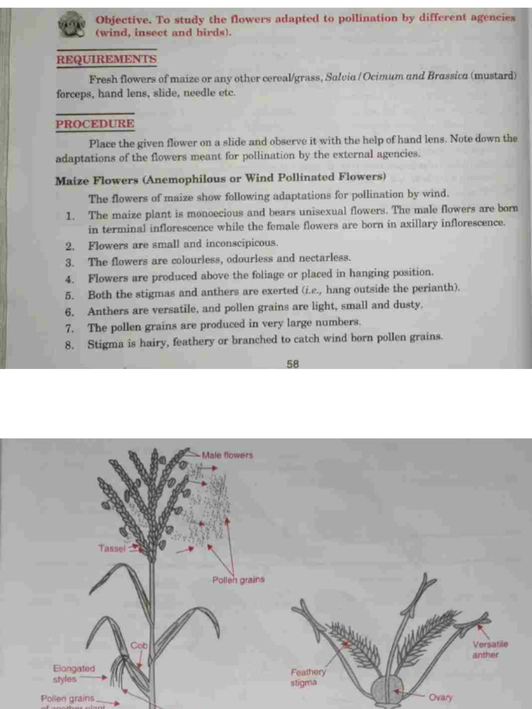 To Study Flower Adapted Pollination by Different Agent | PDF