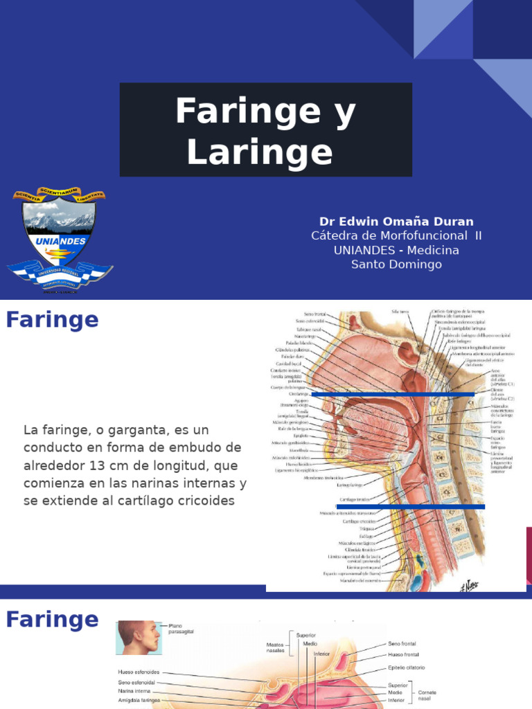 Faringe y Laringe | PDF | Laringe | Anatomía humana