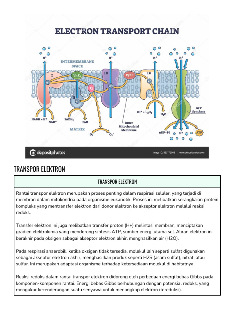 Transpor Elektron - by Diffit (Printable) | PDF