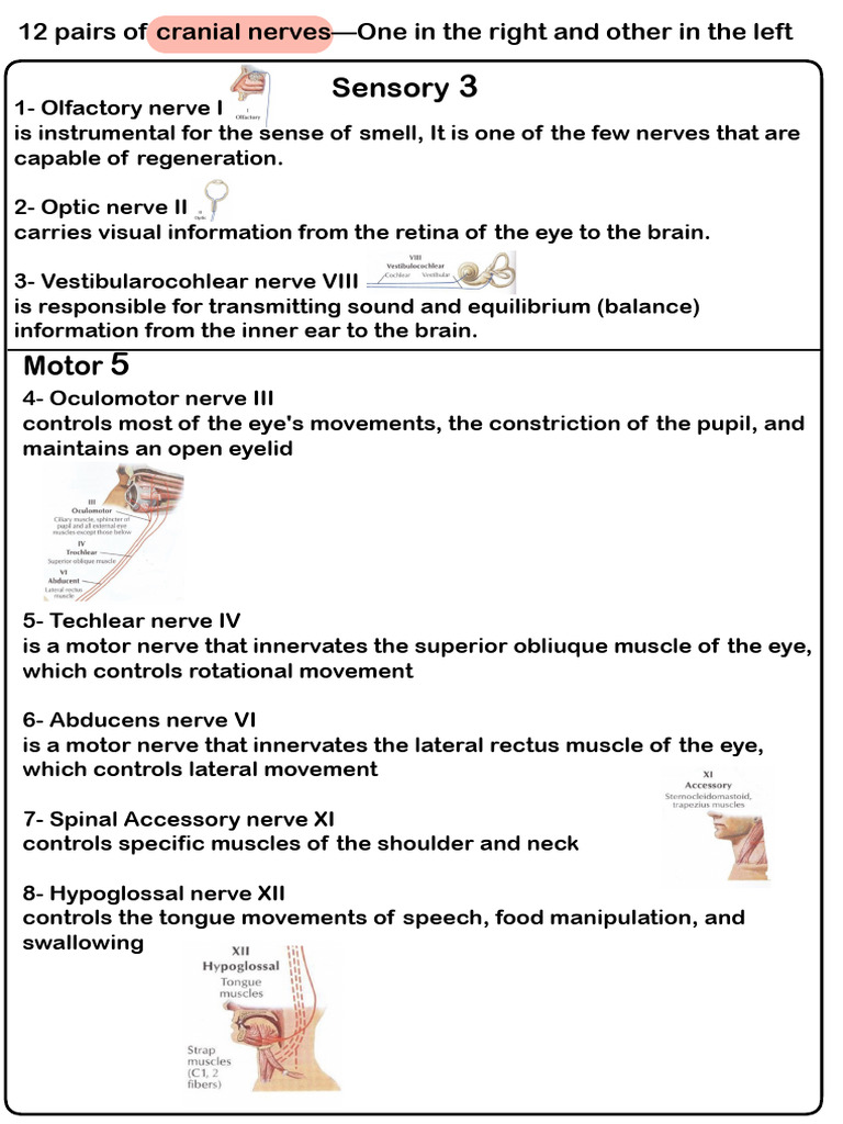 12 Nerves (By Shahad Alajmi) ? | PDF