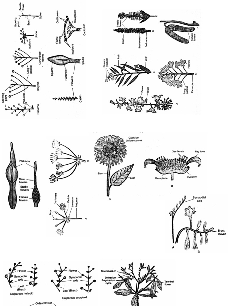 Spotters 5 Final | PDF