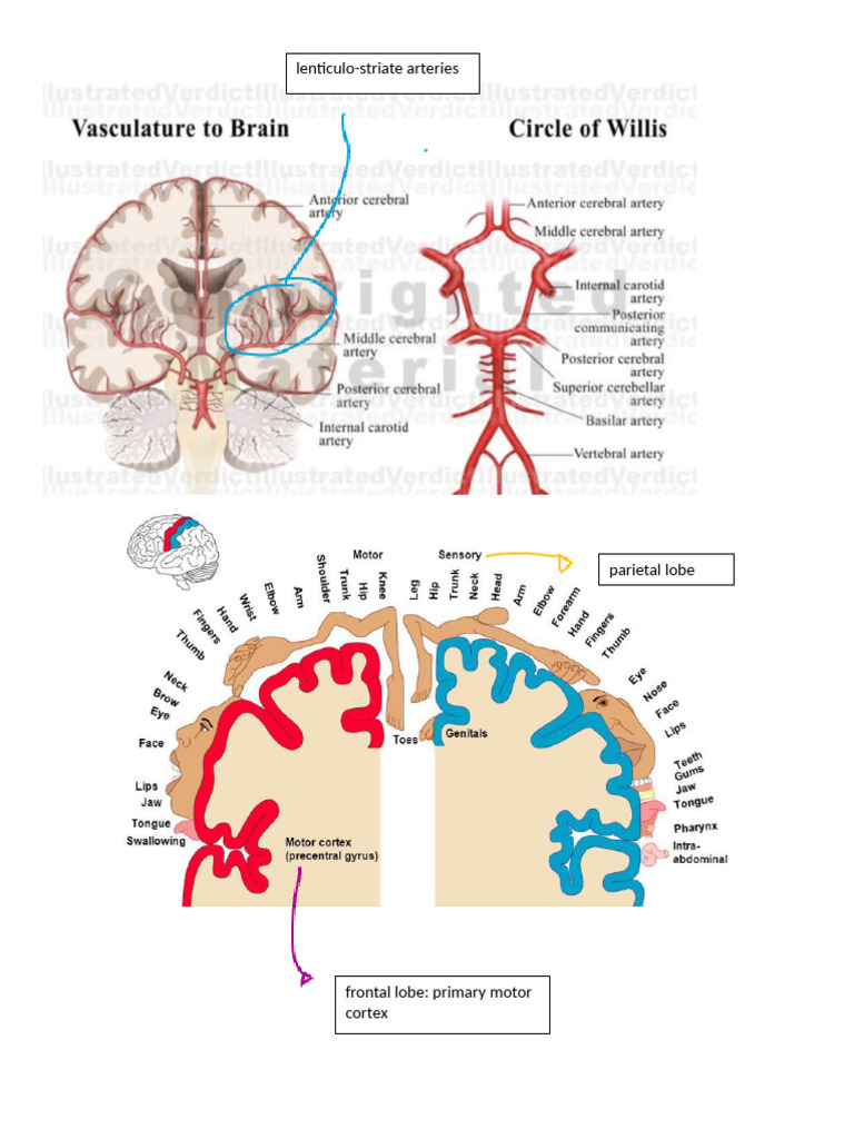 Vaskularisasi Cerebral | PDF