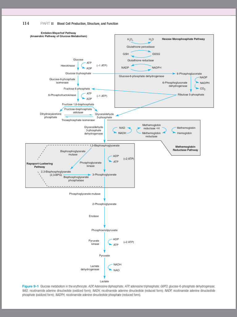 Hema 1 Memorize | PDF