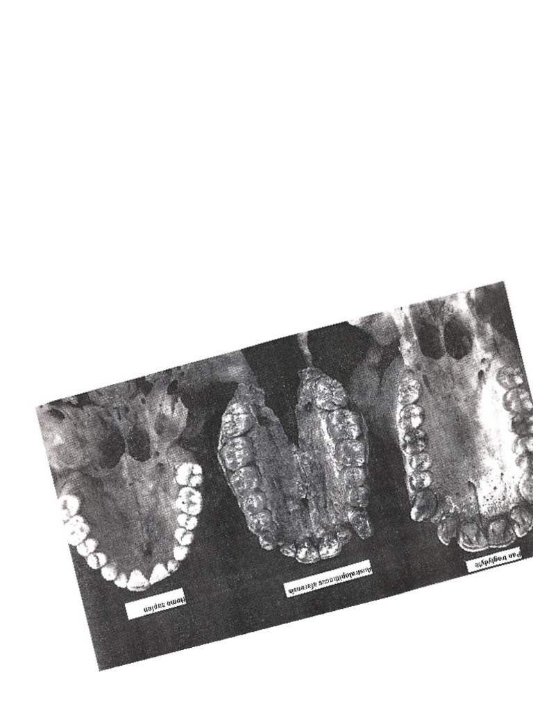 Jacob Beer - Physical Anthropology Lab | PDF