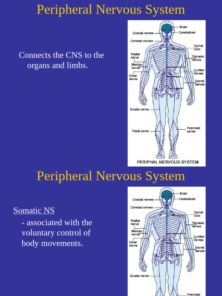 Overview of the Peripheral Nervous System | PDF