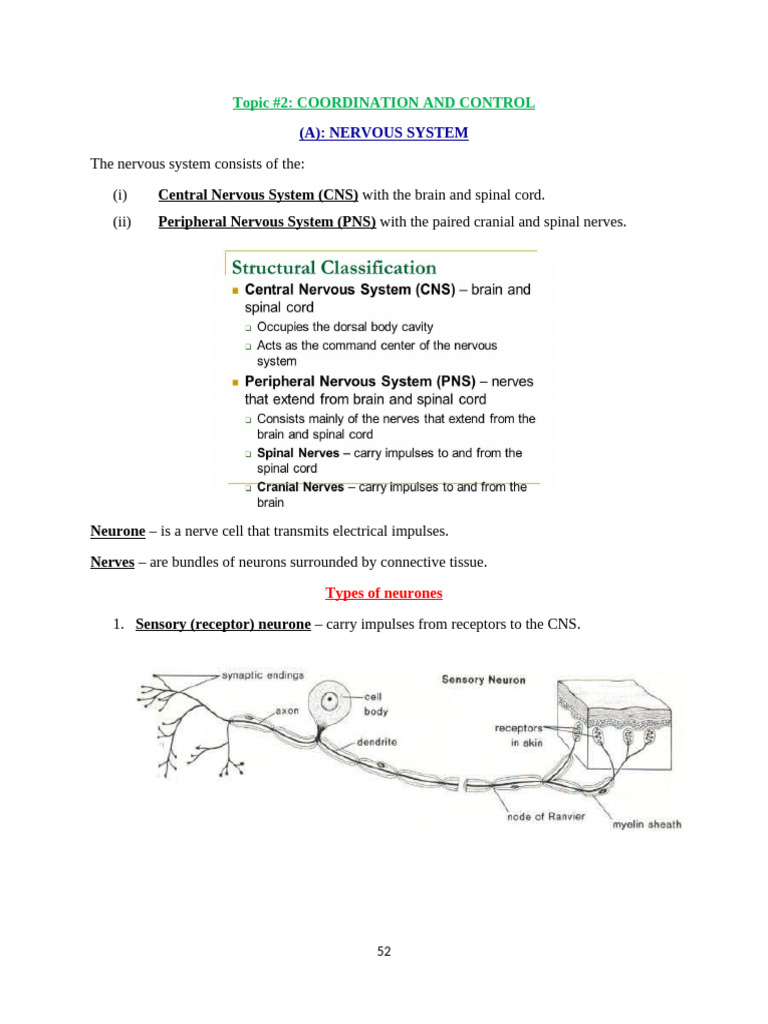 HSB Section B Topic #2 (Coordination & Control) | PDF | Neuron | Action Potential