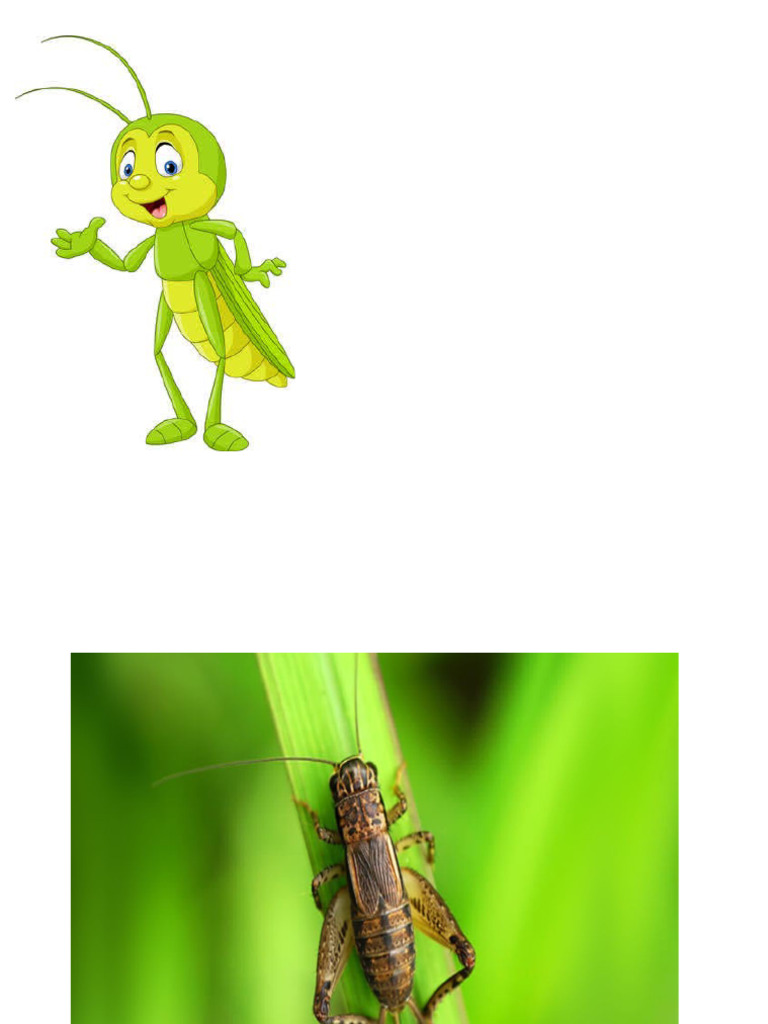 Imagenes Grillo | PDF