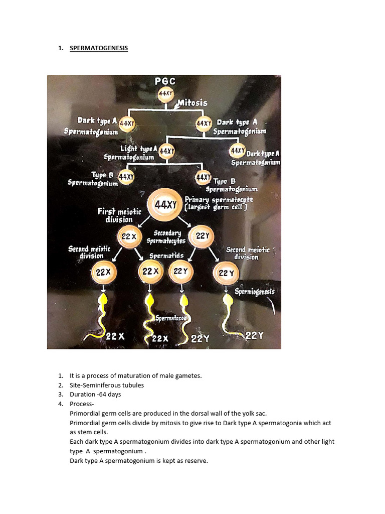 General Embryology Models | PDF | Anatomy | Reproduction