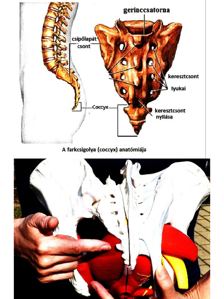a medence és a farokcsont | PDF