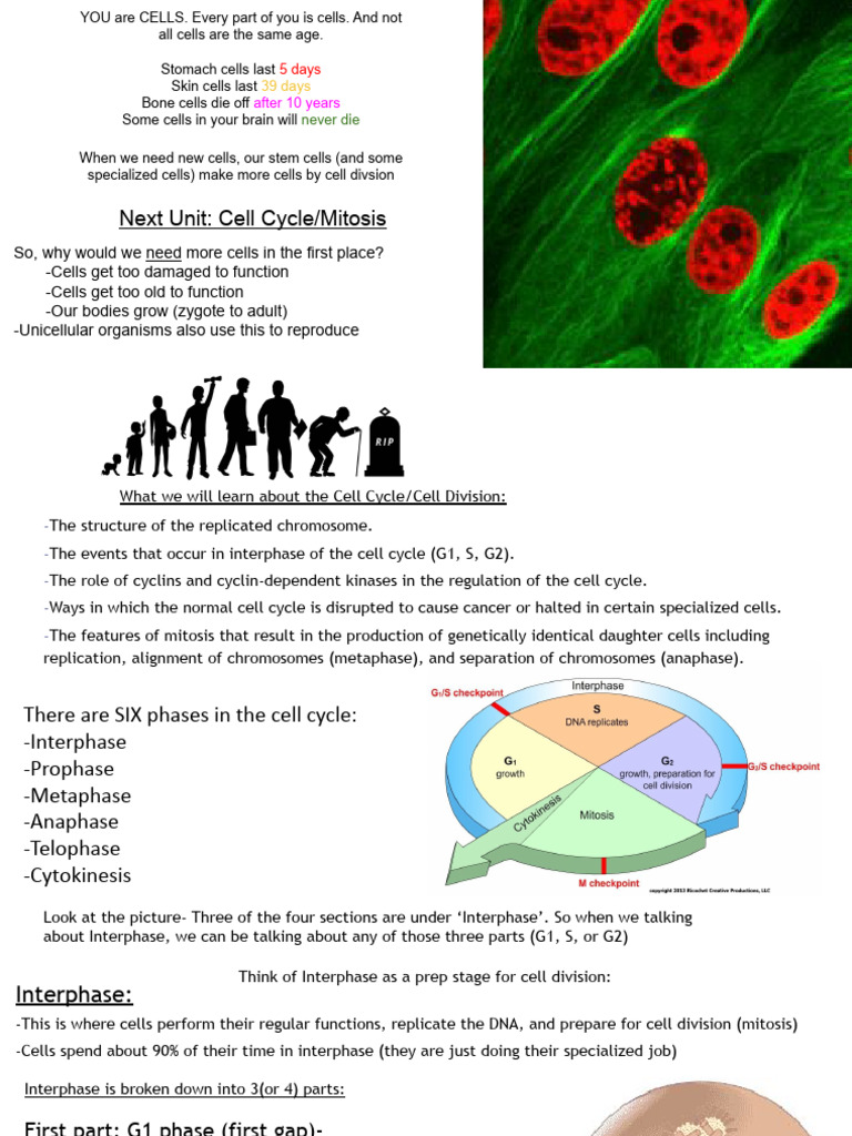 Mitosis Notes | PDF | Mitosis | Chromosome