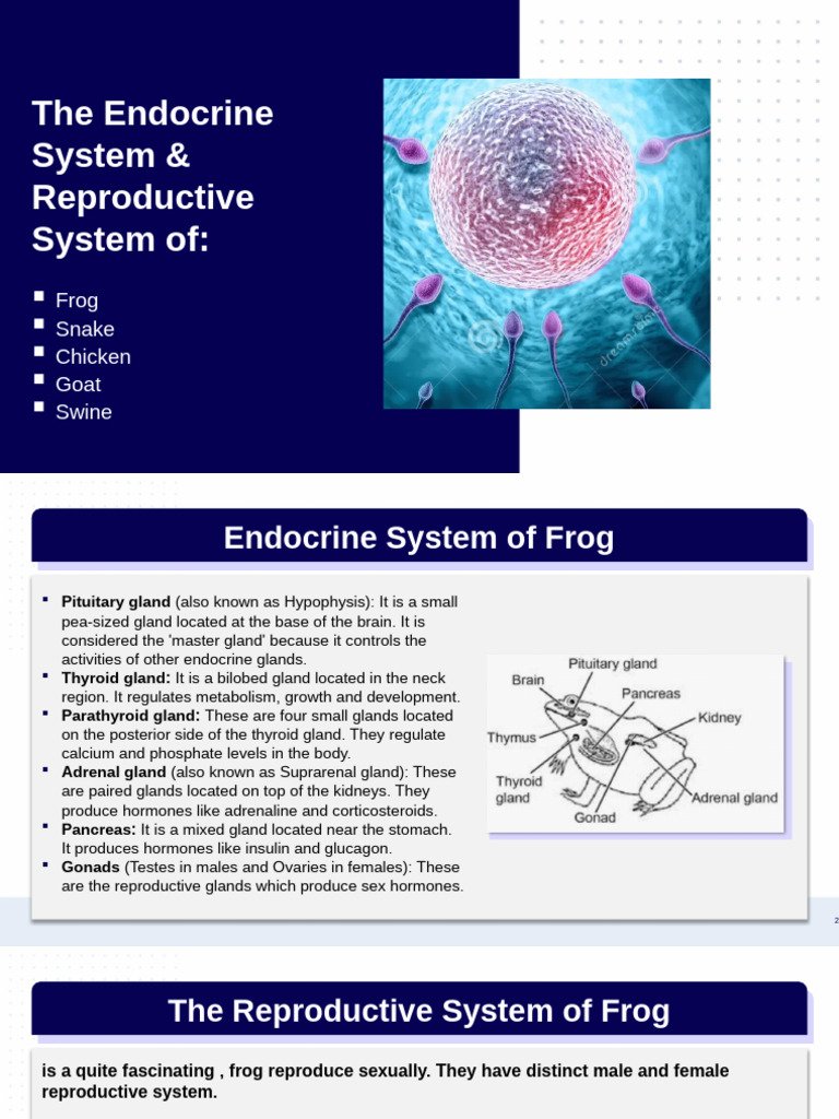 The EndocrineSystem ReproductiveSystem of | PDF | Endocrine System ...