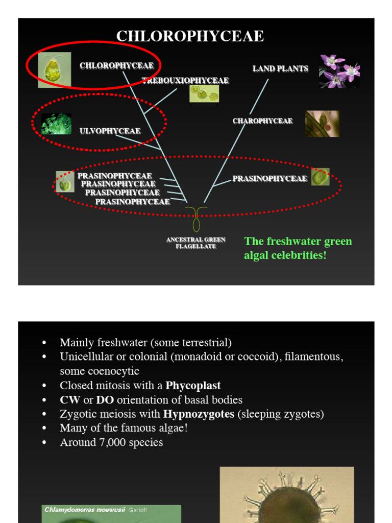 Lecture8-Chloro-Chloro.pptx2 | PDF | Biology | Reproduction