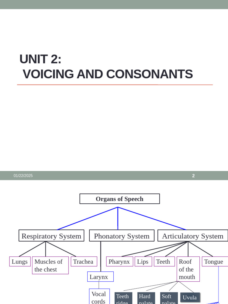 Lesson 2 Unit 4 Voicing and Consonants | PDF | Larynx | Sound Production
