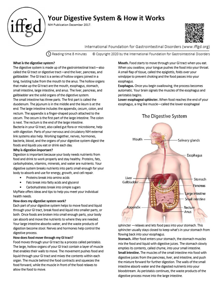 190 Digestive System and How It Works | PDF | Human Digestive System ...