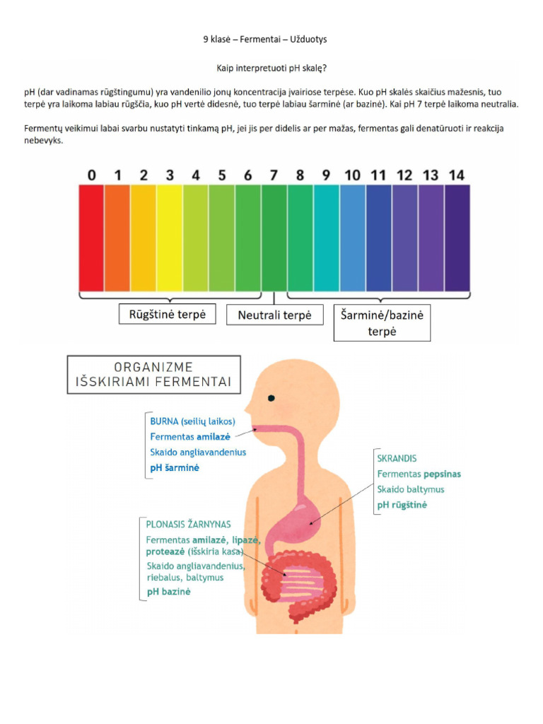 9 klase - fermentu diagramos - uzduotys | PDF