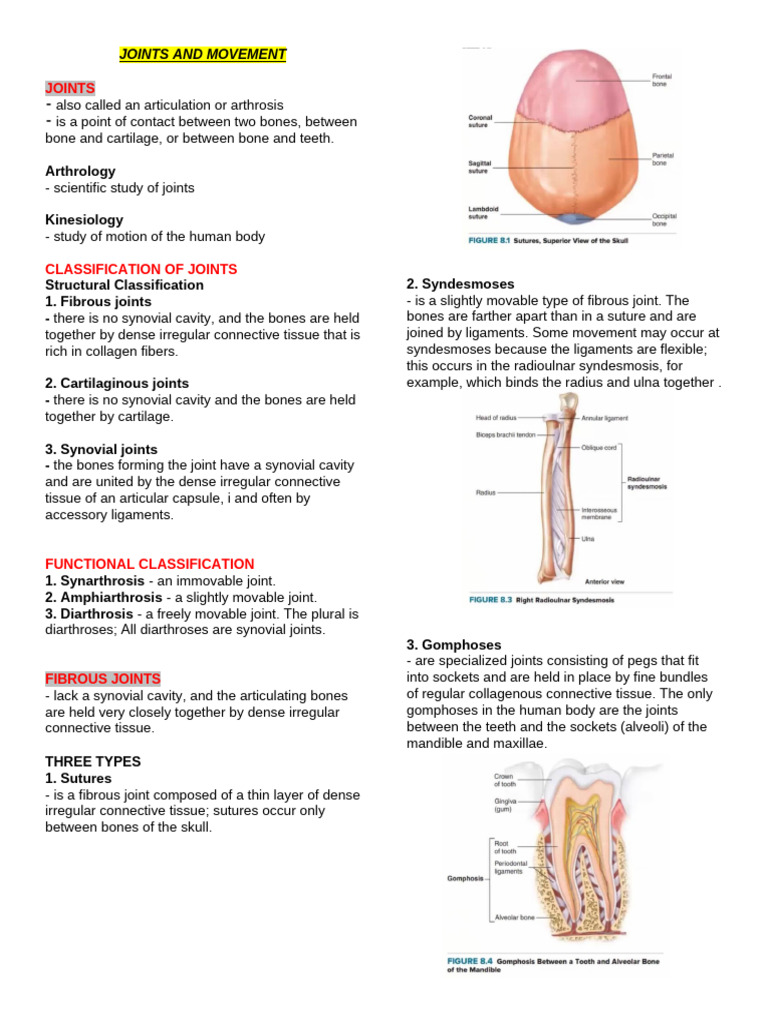 joints and movements | PDF | Anatomical Terms Of Motion | Connective Tissue