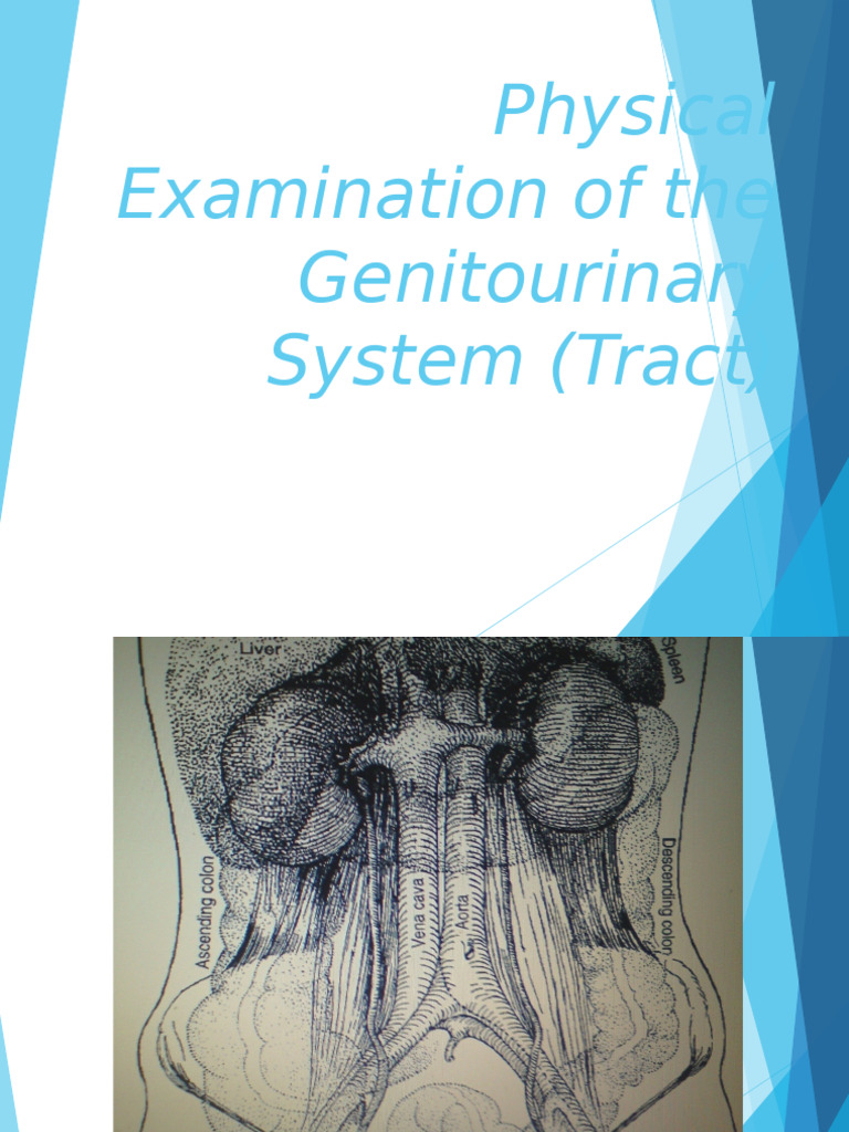 7.Genitourinary System PE | PDF | Physical Examination | Testicle