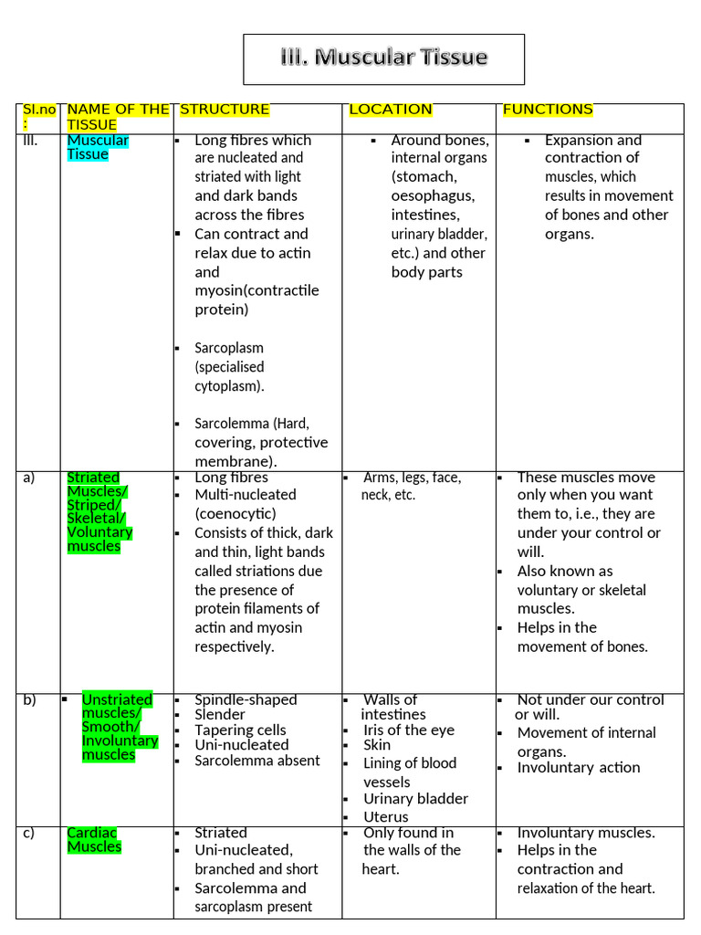 Muscle Tissue Answer Key | PDF | Muscle | Muscle Contraction