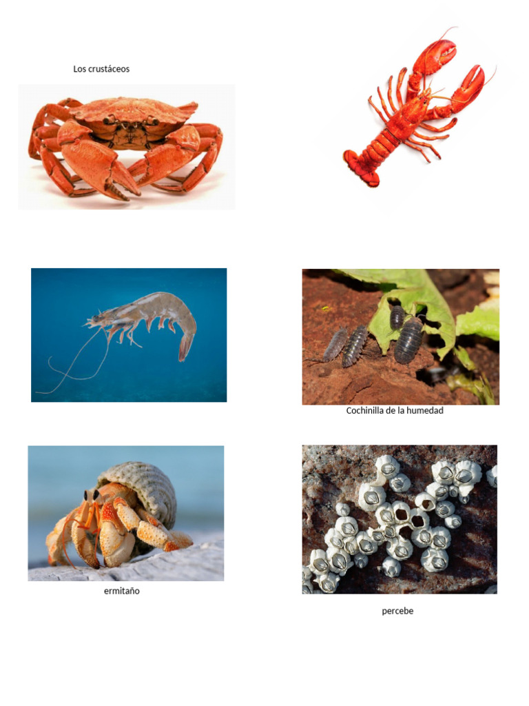 clasificacion de los vertebrados | PDF