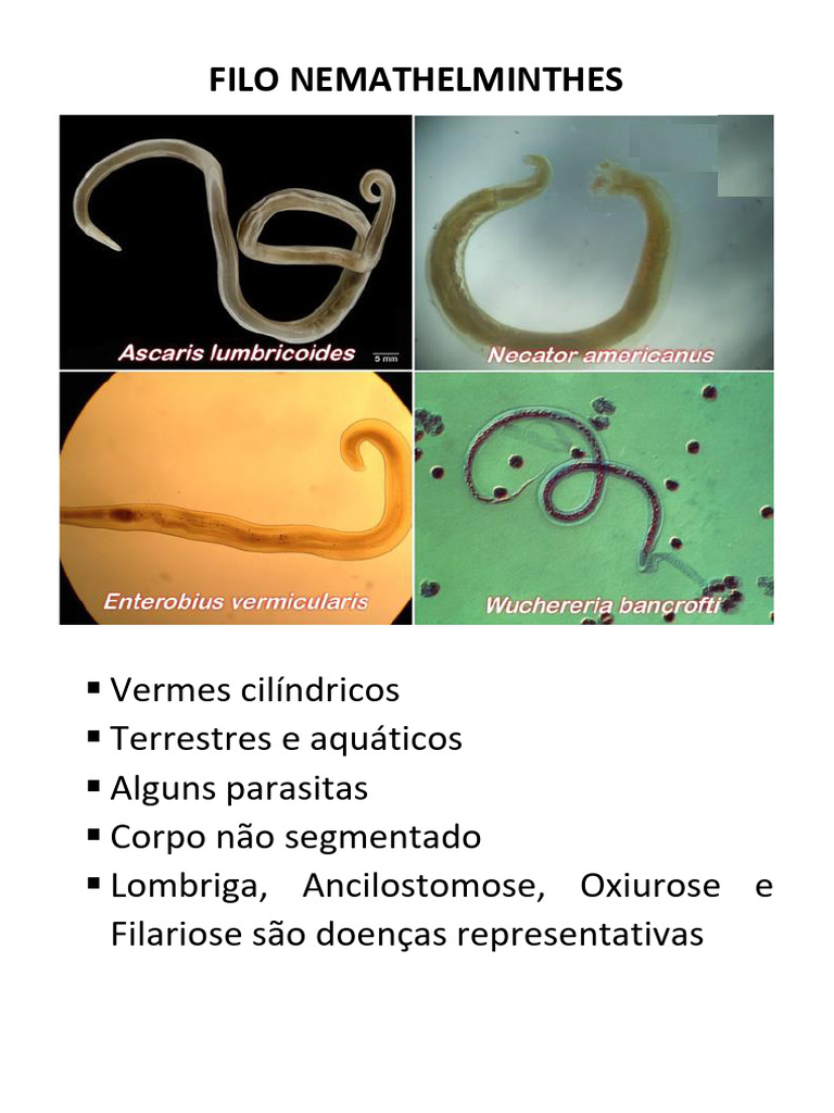 Roteiros de Animais - Filo Nematelmintos - Moluscos - Anelídios | PDF