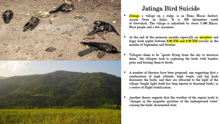 Jatinga Bird Suicide | PDF