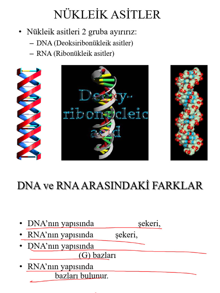 DNA Yapısı Replikasyonu7 250106 005144 | PDF