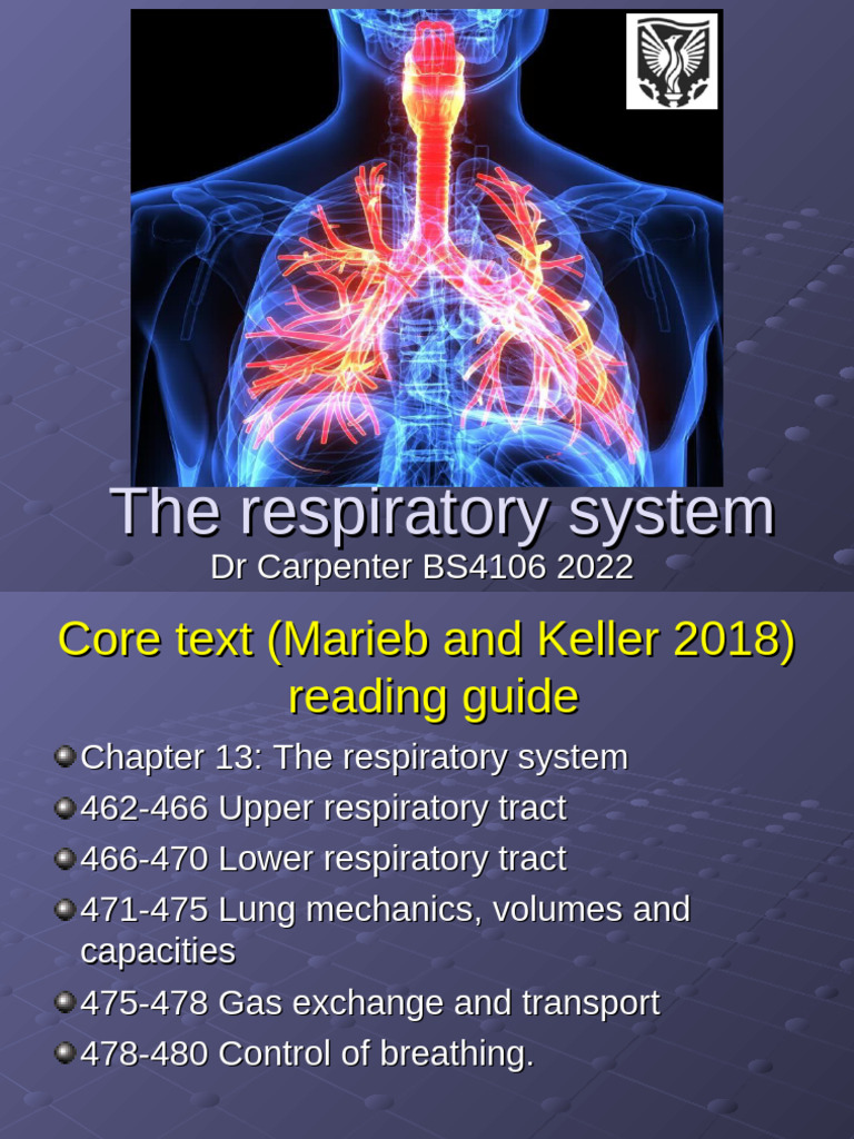 BS4106 Resp System 1 2022 | PDF | Respiratory Tract | Lung