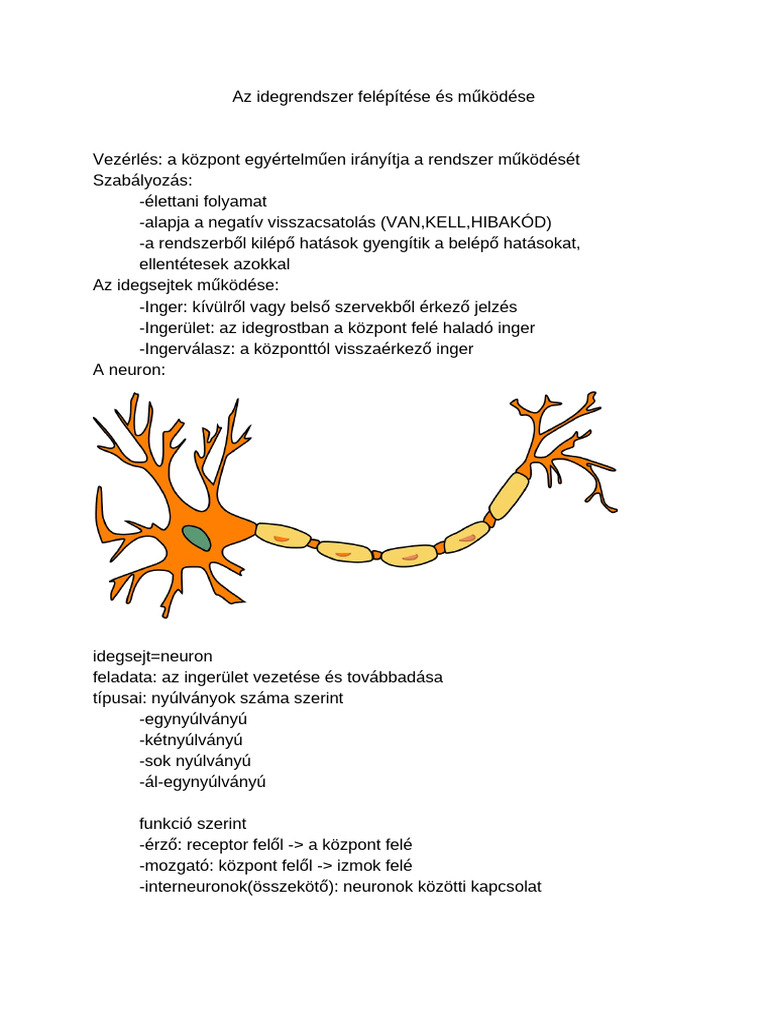 Az idegrendszer felépítése és működése | PDF