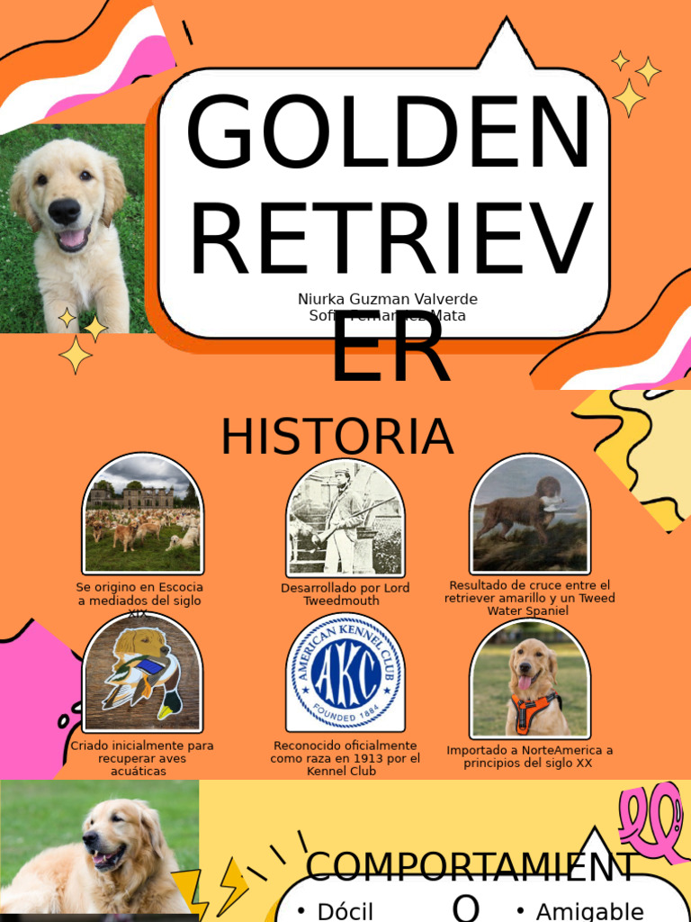 Golden Retriever | PDF | Golden Retriever | Razas de mamíferos