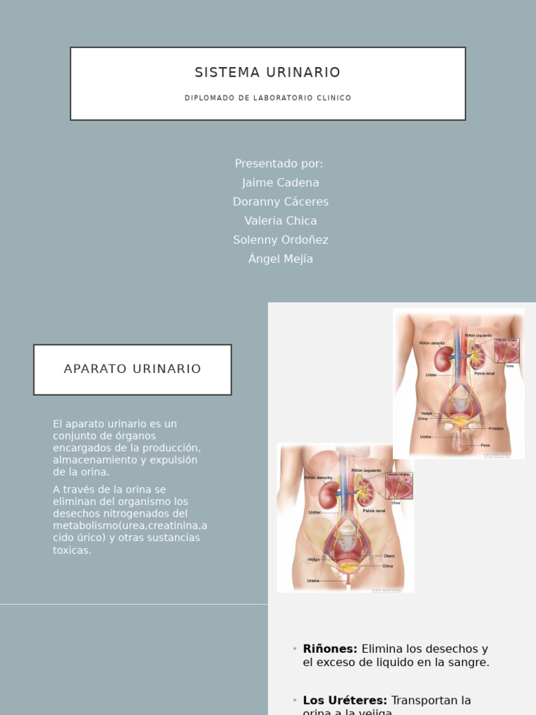 Sistema Urinario | PDF | Sistema urinario | Orina