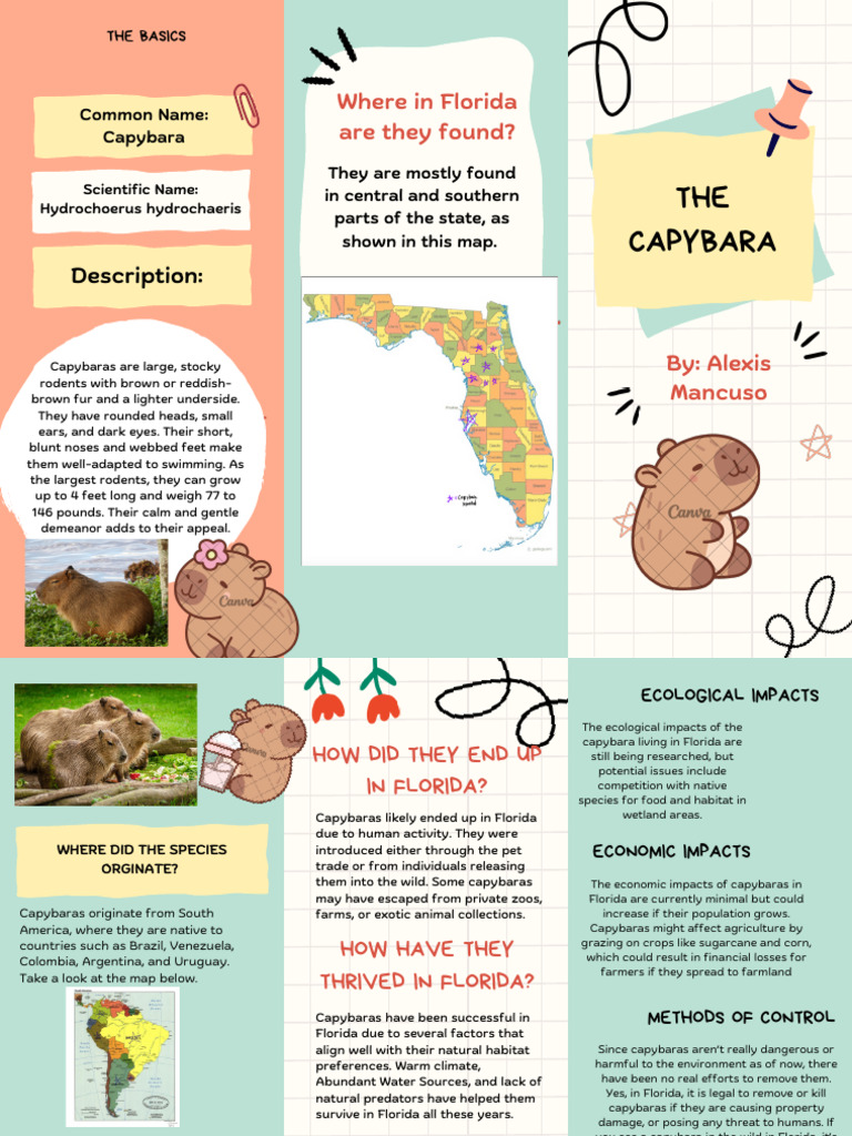 The Importance of Reading Brochure | PDF