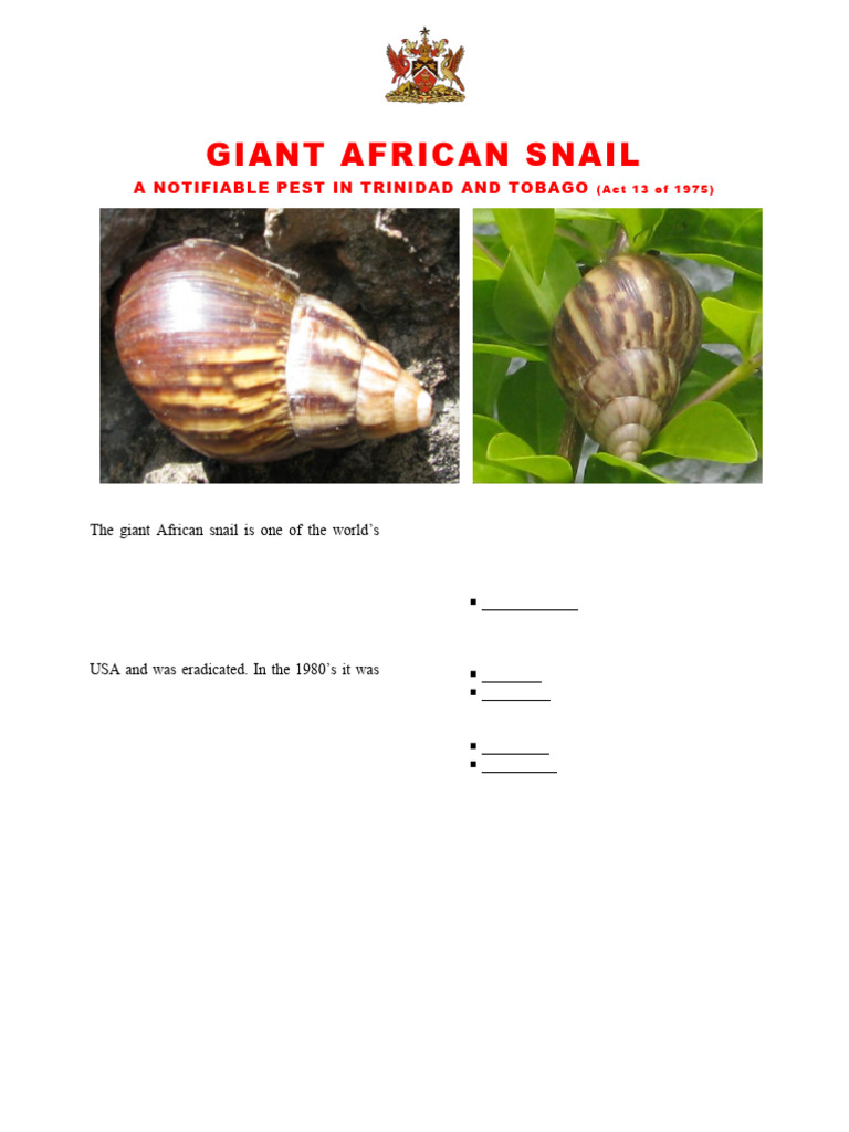 51 - Giant African Snail Factsheet General Flyer | PDF | Agriculture