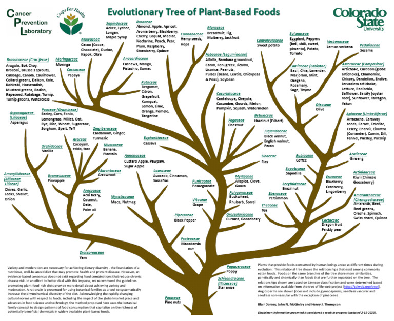 Evolutionary Tree of Plant-Based Foods | PDF | Botany | Foods