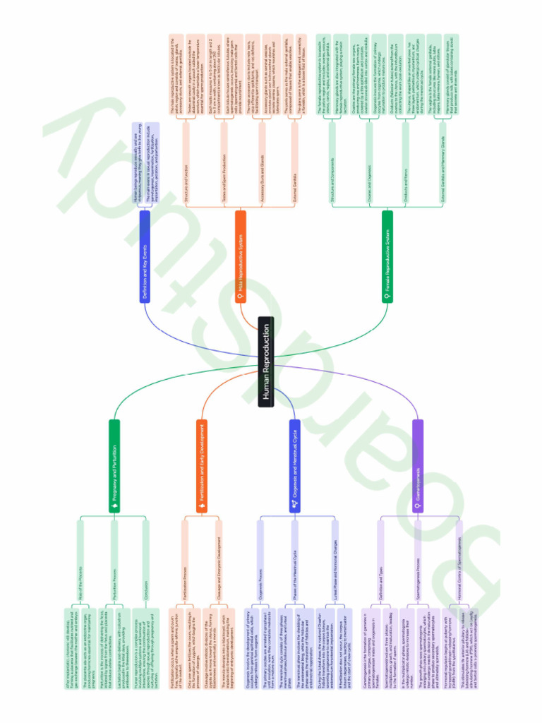 2. W human reproduction mind maps | PDF