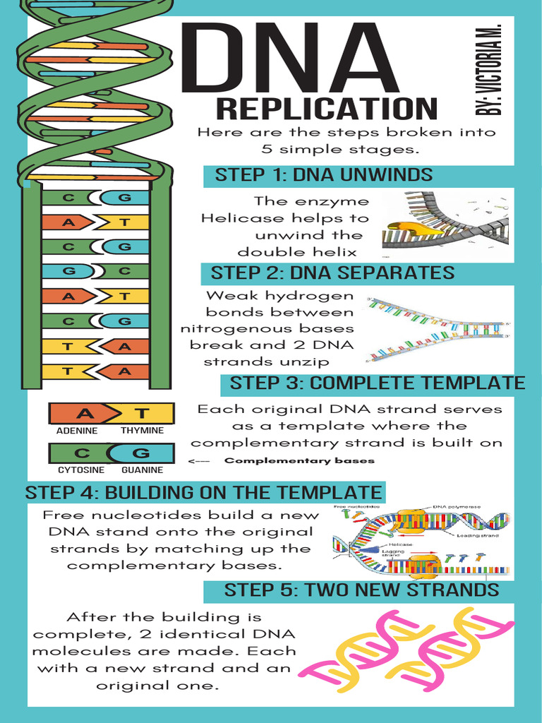 DNA info-graphic | PDF