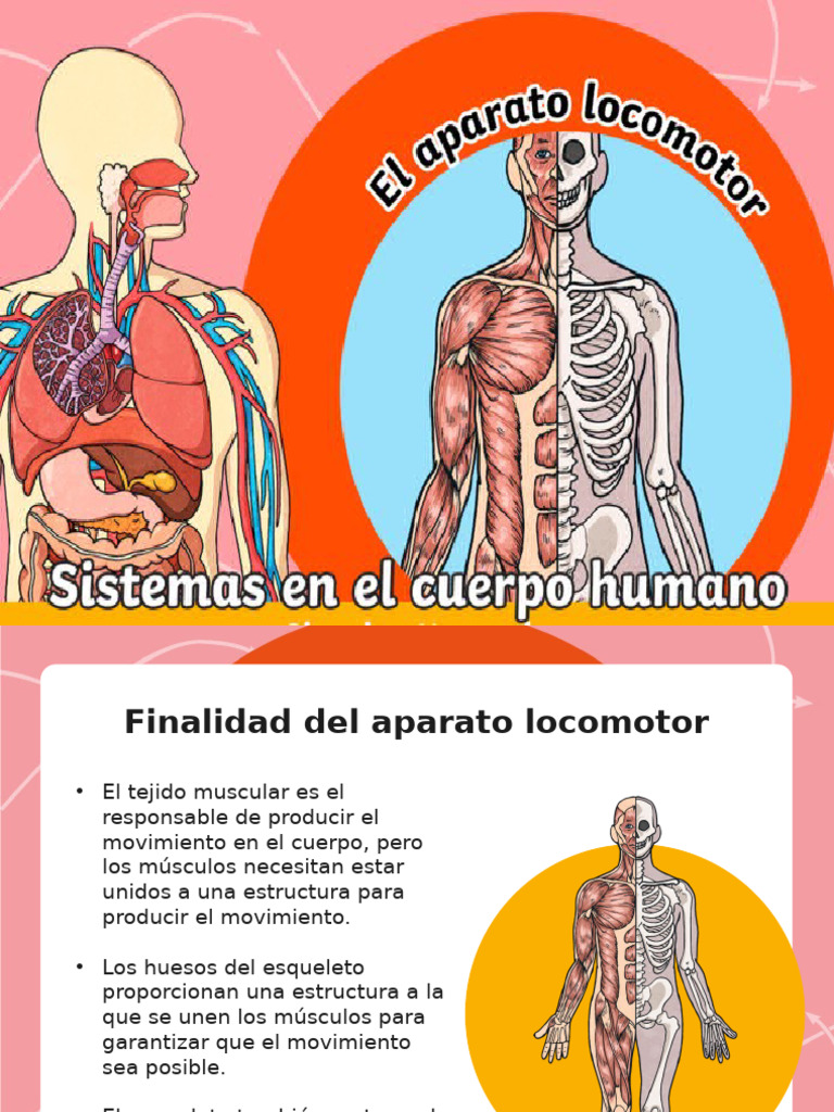 Aparato Locomotor | PDF | Hueso | Articulación