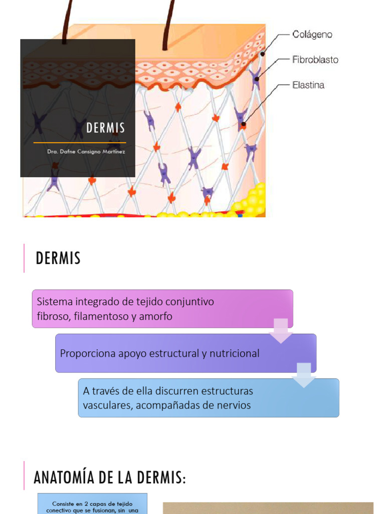 Dermis | PDF | Tejido conectivo | La matriz extracelular