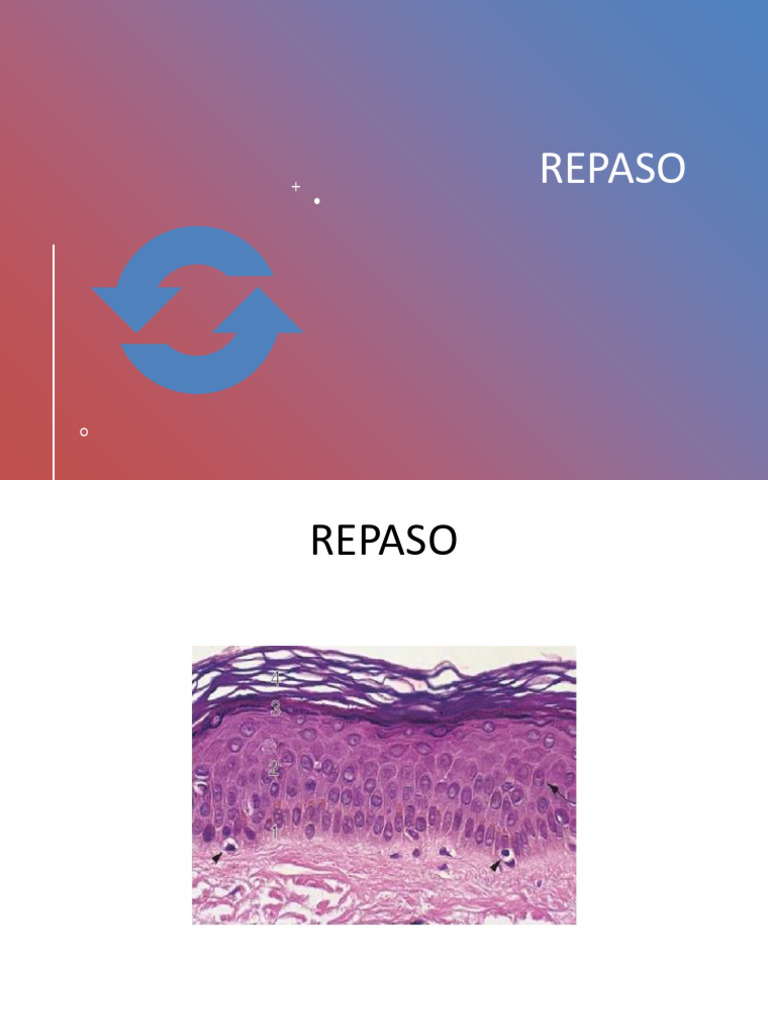 Anatomía y Fisiología de Pelo y Uñas | PDF | Clavo (anatomía) | Pelo