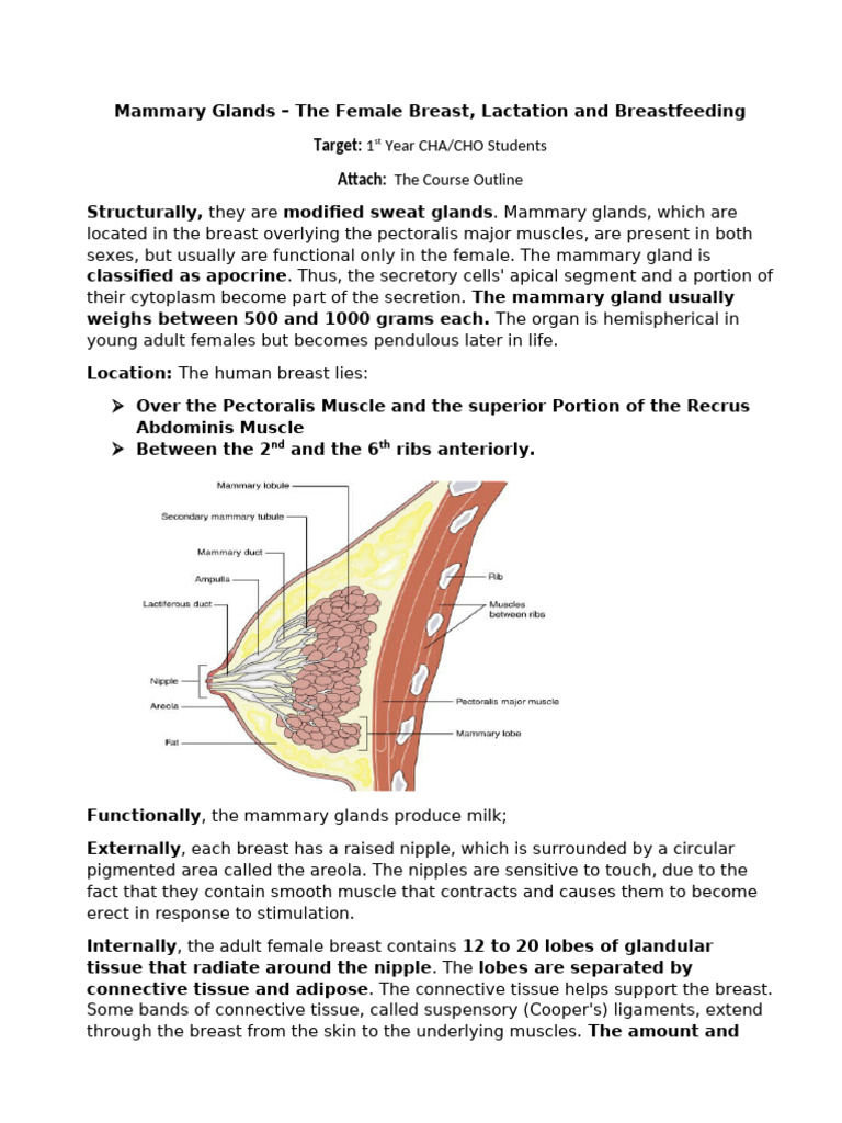 Mammary Glands Female Breast-1 | PDF | Breast Milk | Breast