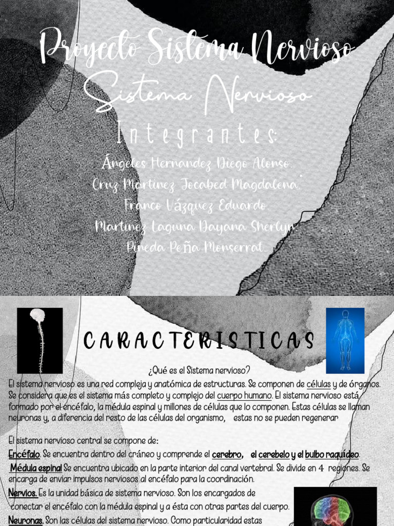 Presentacion, Sistema Nervioso. | PDF | Sistema nervioso | Cerebro