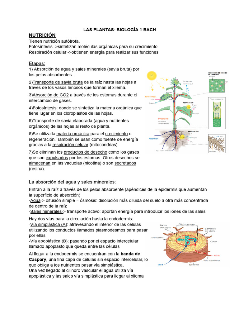 Las Plantas - BIO 1° BACH | PDF | Flores | Raíz