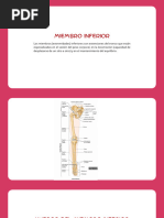 Anatomía de los Músculos Mediales del Muslo | PDF | Extremidades ...
