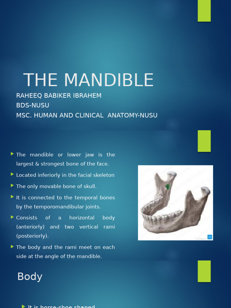 The Mandible | PDF | Human Anatomy | Human Head And Neck