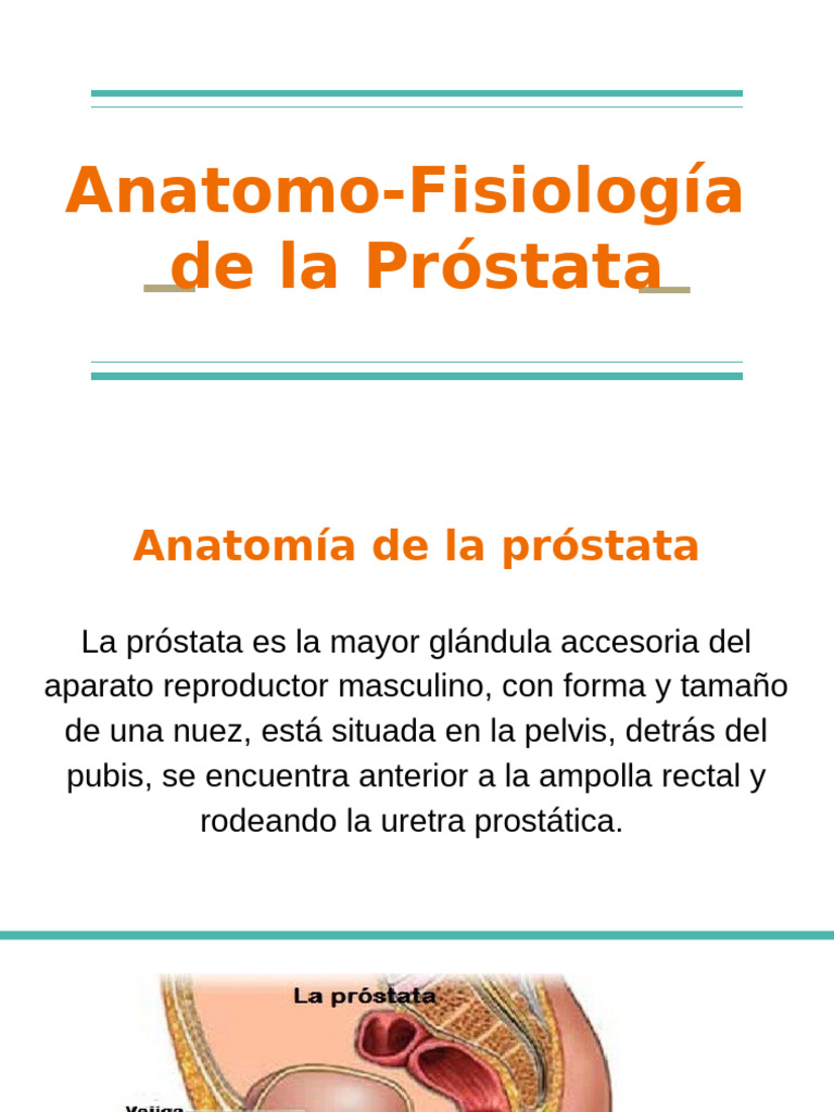 Anatomía y Función de la Próstata | PDF | Próstata | Sistema ...