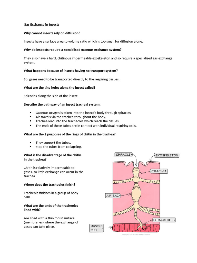 Biology - Gas Exchange in Insects | PDF | Breathing | Insects