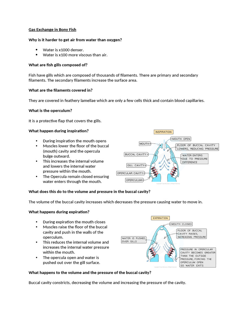 Biology - Gas Exchange in Bony Fish | PDF | Gill