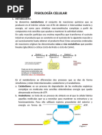 Ciclosis y Procesos Celulares Esenciales | PDF | Fotosíntesis ...