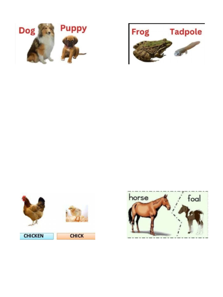 Animals | PDF