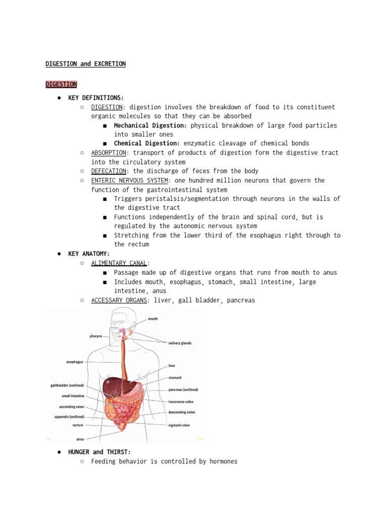 DIGESTION and EXCRETION Notes | PDF | Stomach | Digestion