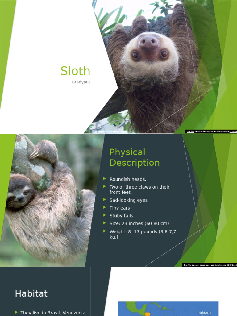 Sloth | PDF